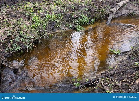 Small Stream In The Spring Forest Stock Image Image Of River Calm