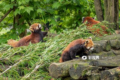 都江堰熊猫乐园：小熊猫萌态十足惹人爱 图片 轩视界