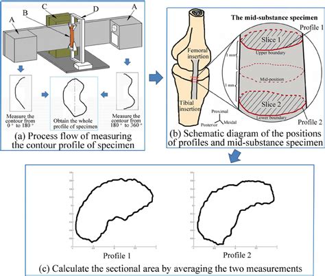 The Methodology And Devices For Measuring The Sectional Areas Of Download Scientific Diagram