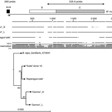 A Multiple Alignment Of IGS Sequences From B Rapa And B Napus Download Scientific Diagram