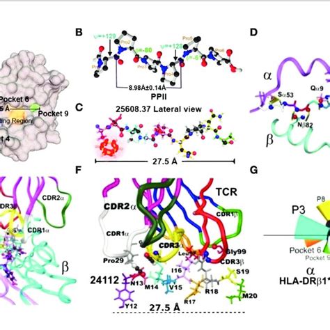 Immune Activation System A Top View Of The Mhcii Peptide Binding Download Scientific