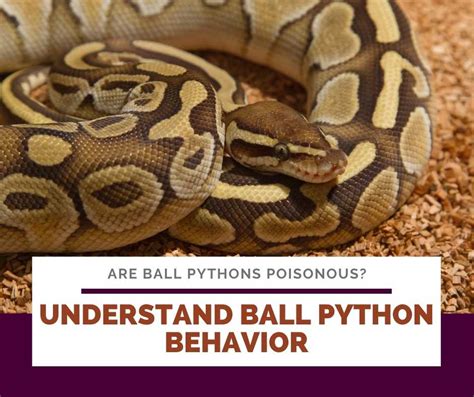 Are Ball Pythons Poisonous Youre Wrong About This