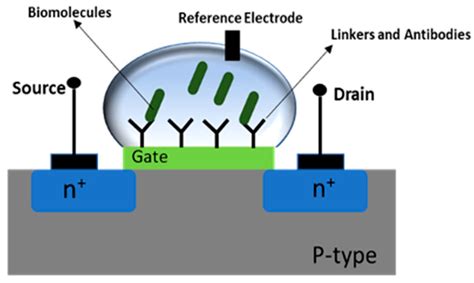 Supported And Suspended 2d Material Based Fet Biosensors
