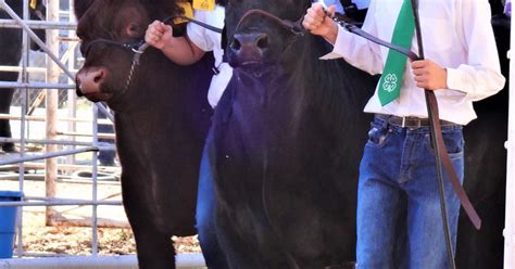 Steer Judging Briefs