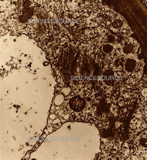 Corn Cell Golgi Body Tem Stock Image Science Source Images