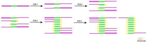 Pcr Polymerase Chain Reaction Chemtalk