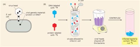 Dna Intro Flashcards Quizlet