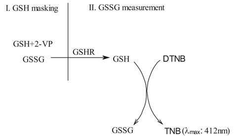 Gsh And Gssg Determination Download Scientific Diagram
