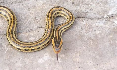 北面部落 秦岭徒步常见蛇类识别 搜狐大视野 搜狐新闻