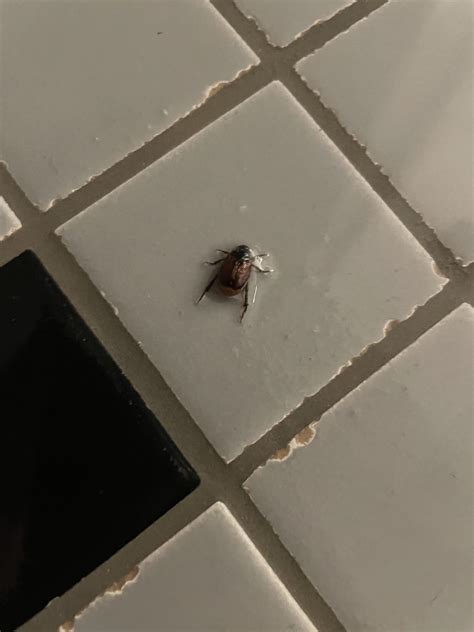 Tick R Whatbugisthis