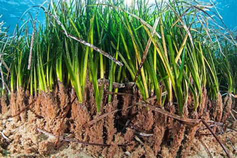 The Magic Of Seagrass Seagrass Is The Oceans Wild Savannah The