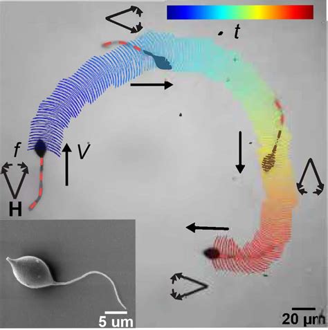 Magnetic Control Of Soft Microrobots Near Step Out Frequency Characterization And Analysis