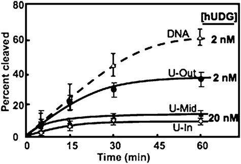 Relative Rates Of HUDG And APE1 Directed Cleavage DNA And NCP