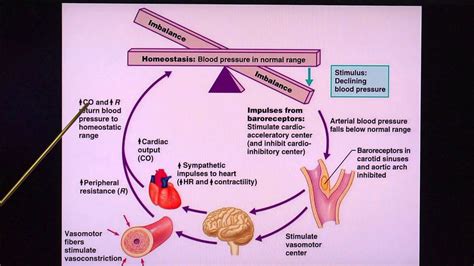Systemic Arterial Pressure Regulation Vascular System 1 Anatomy And