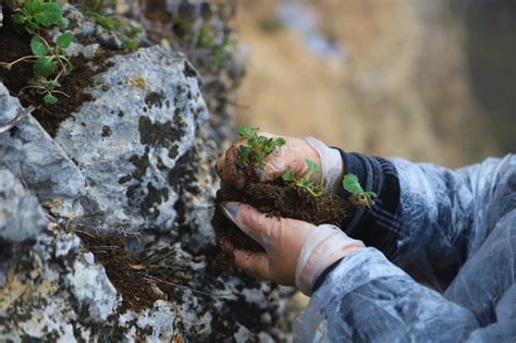 საქართველოს ეროვნული ბოტანიკური ბაღი