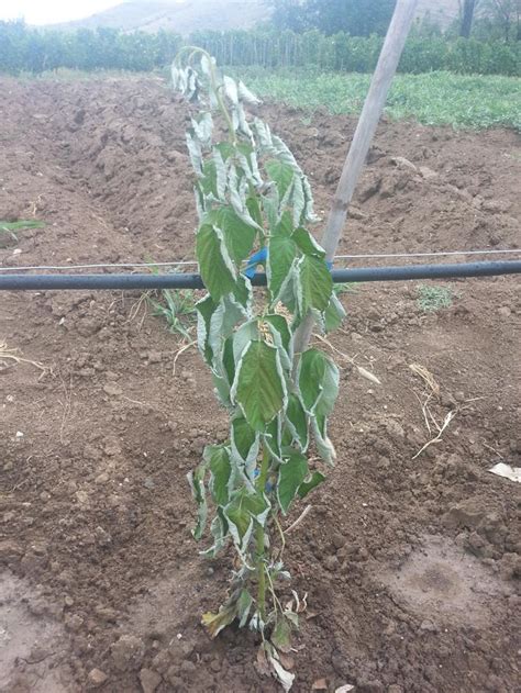 Raspberry Plants Dying Berries Forum At Permies