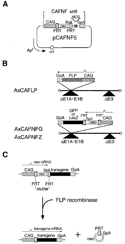 Transgene Activation Strategy Mediated By Flp Recombinase A Download Scientific Diagram