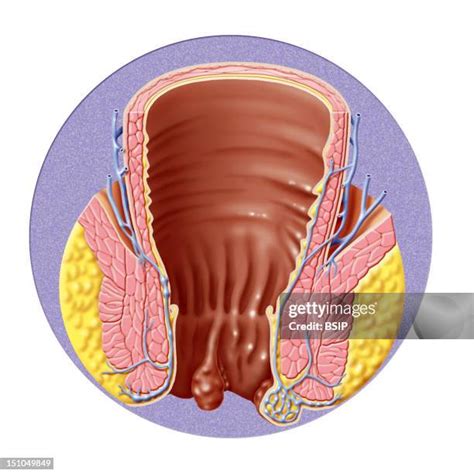 Plexus Anatomy Photos And Premium High Res Pictures Getty Images