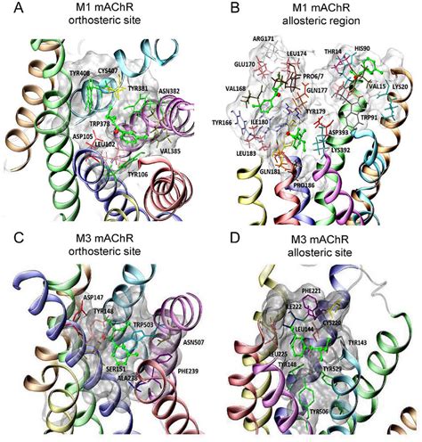 Orthosteric And Allosteric Binding Sites Of Mammal M1 And M3 Muscarinic