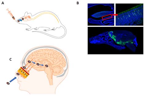 Schematic Representation Of Nervous System Circuit Diagram