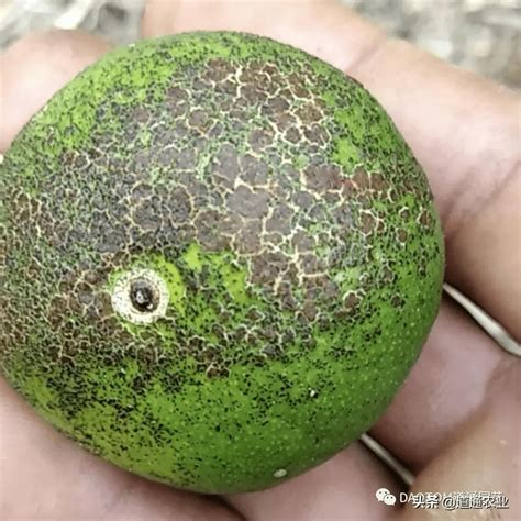 广泛流行的砂皮病提前预防才能避免毁果 作物