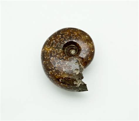 Red Ammonite Fossil Etsy