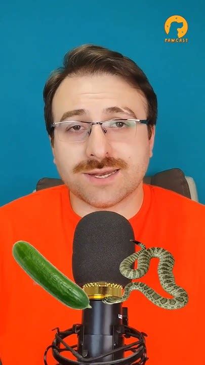 🟠 კიტრი და კატა 😁 Pawcast პაატაწამალაშვილი პაუკასტი Cat კატა კიტრი გველი შიში Cucumber