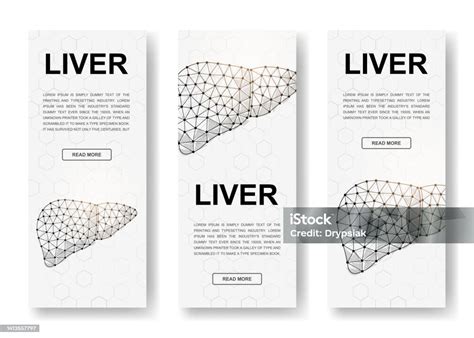 세 개의 간 다각형 수직 배너 세트 3d 장기 해부학 연결된 점이있는 낮은 폴리 기호 홈페이지 디자인을 위한 수직 그림 간 내부 기관에 대한 스톡 벡터 아트 및 기타 이미지