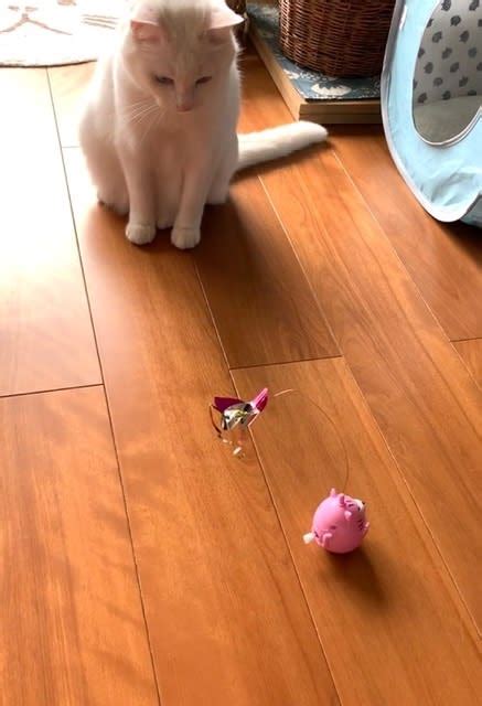 くるころキャッチ遊び 白ネコゆいちゃん日記