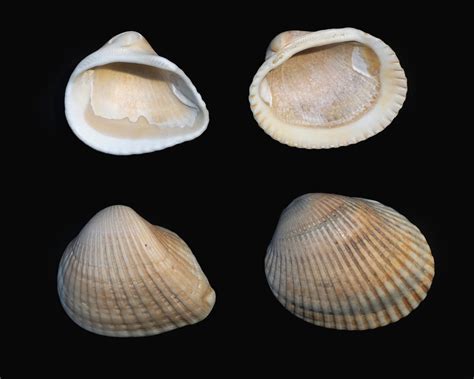 Clam Identification And Facts From Arks To Tellins Hubpages