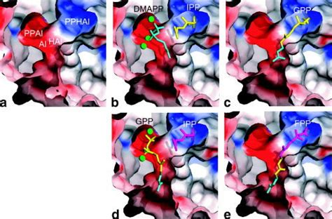 Model Of The Binding Of Substrates And Products To TcFPPS A Cut Of The Download Scientific