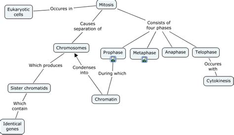 Mitosis Concept Map