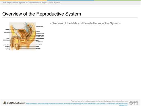 Ppt Boundless Lecture Slides Powerpoint Presentation Free Download Id 649857