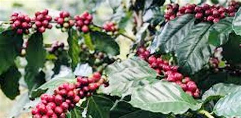 ငဖဲမြို့နယ်တောင်ပေါ် ဒေသ၌ ကော်ဖီစိုက်ဧက ၁၀၈၅ ဧက စိုက်ပျိုး အောင်မြင်ဖြစ်ထွန်း Myawady Webportal