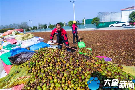 图集 致富树结幸福果 河南光山油茶喜获丰收