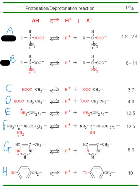 PH And PKa Basic Science Review Diagram Quizlet