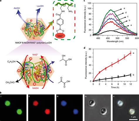 Nad⁺ Mediated Two Enzyme Biocatalytic Cascade In Zif 8 Nmof