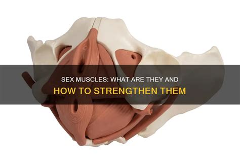 Sex Muscles What Are They And How To Strengthen Them Cyvigor