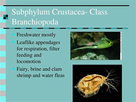 Ppt Phylum Arthropoda Powerpoint Presentation Free Download Id9388957