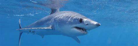 Watch A Shortfin Mako Shark Put On An Incredible Leaping Display Beside