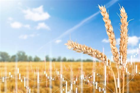 Premium Photo Golden Wheat With Chart On Agricultural Field