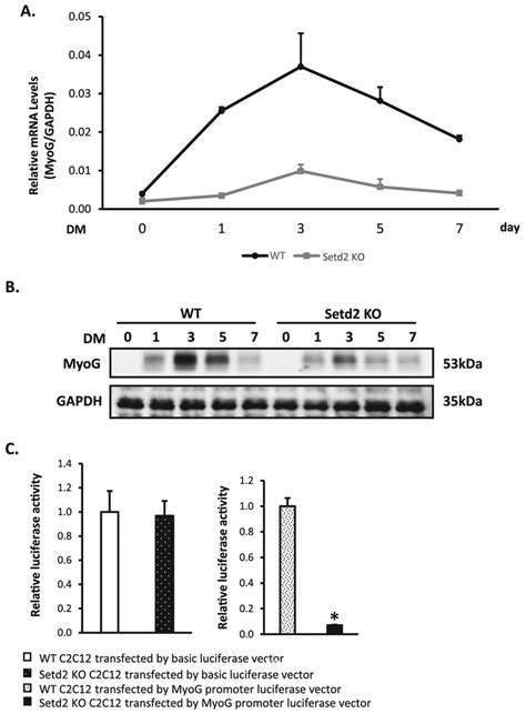 Histone Methyltransferase Setd2 Is Critical For The Proliferation And Differentiation Of