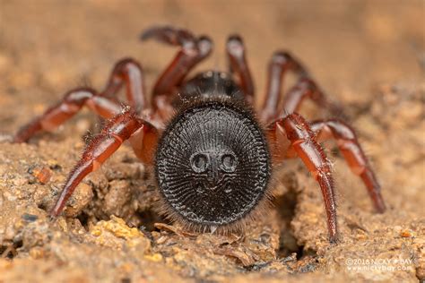 Trapdoor Spider