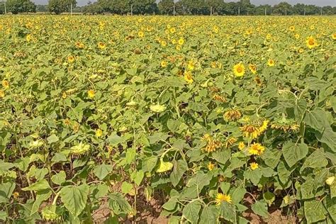 ကျောက်ဆည်မြို့နယ် အခြေခံသမဝါယမအသင်းသားများ စိုက်ပျိုးခဲ့သည့်နေကြာသီးနှံများ စတင်ရိတ်သိမ်းခဲ့ရာ