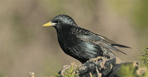 10 Examples Of Black Birds With Yellow Beaks A Quick Guide