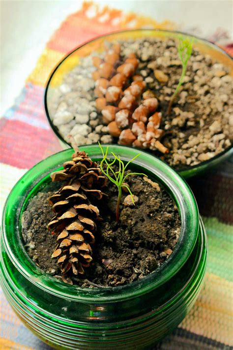 How To Grow A Tree From A Pine Cone Welcome To Nana S