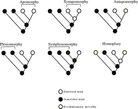 Phylogenetics Intechopen