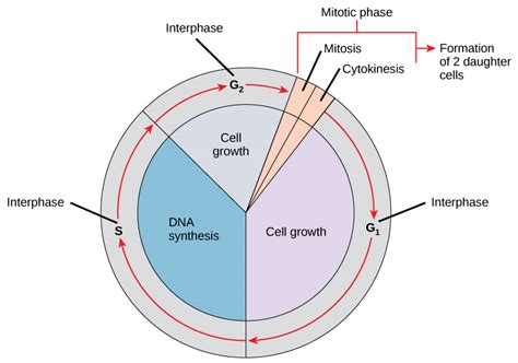 The Cell Cycle Biology I
