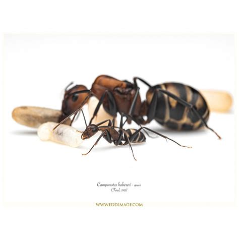 Camponotus Habereri Colony With Queen And Workers Fourmiculture
