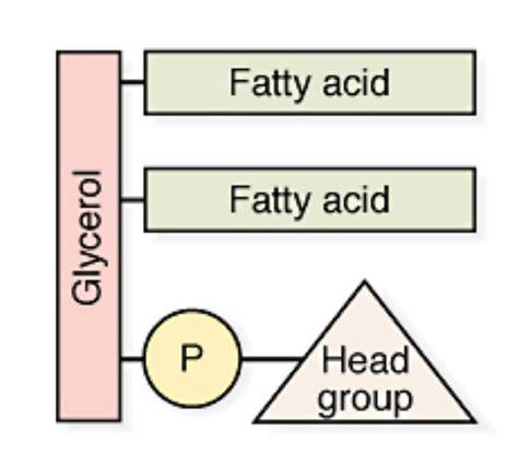 Lipid Structure Digestion And Absorption 10 29 18 Chong Lecture 3 Flashcards Quizlet